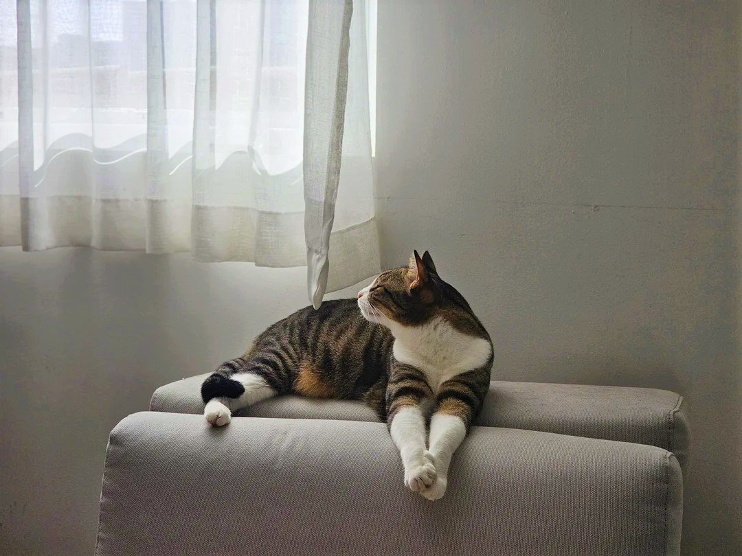 Solve Cat Dating Profiles - Looking for a girl who likes cozying up on ...