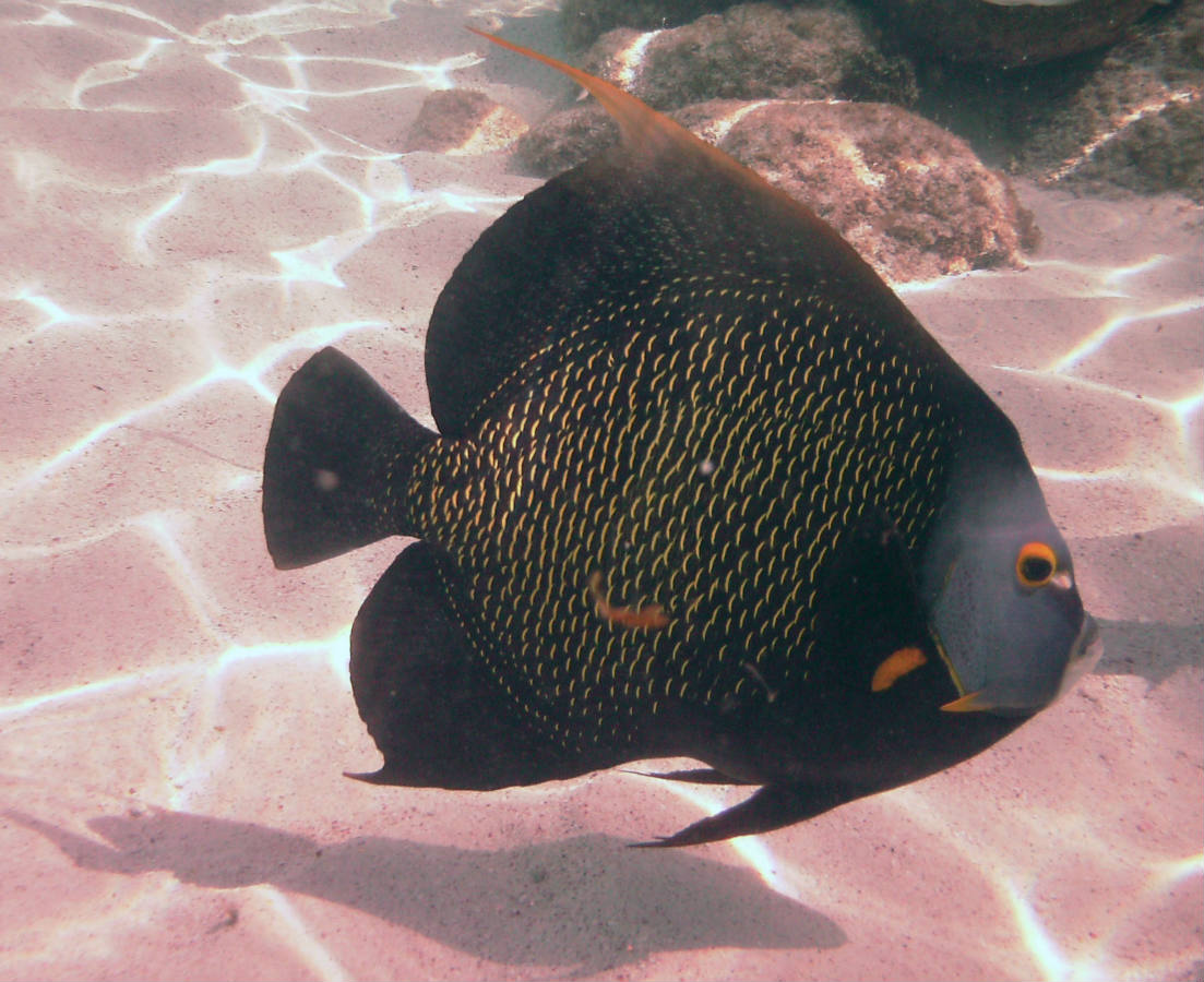 Solve Angel Fish in Bonaire jigsaw puzzle online with 63 pieces