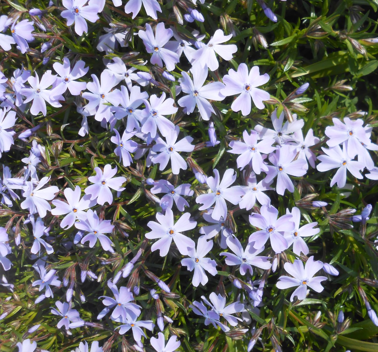 Solve fialový flox jigsaw puzzle online with 9 pieces