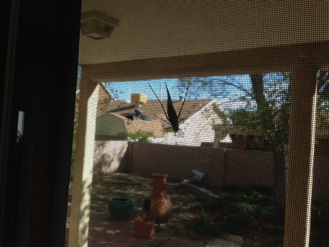 Solve Bugs on my Screen jigsaw puzzle online with 48 pieces