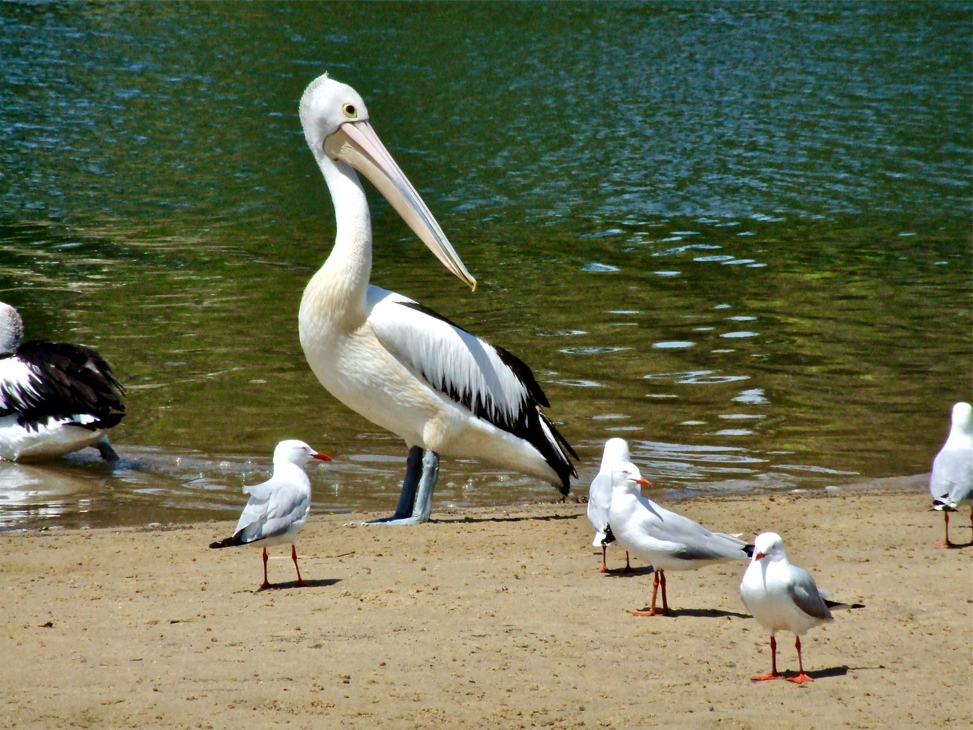 Solve Australian Pelican with Silver Gulls jigsaw puzzle online with 99 ...