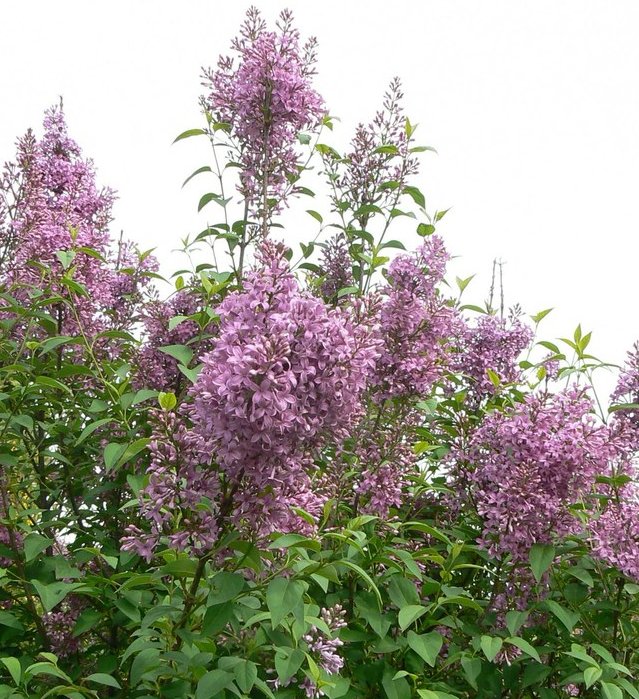 Solve favorite spring bushes jigsaw puzzle online with 56 pieces