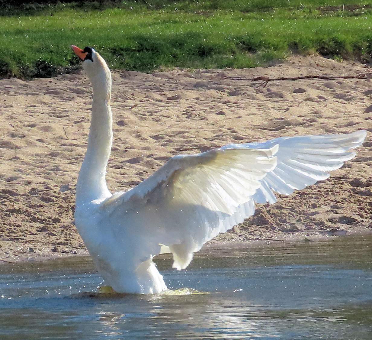 Solve backwards stretch jigsaw puzzle online with 56 pieces