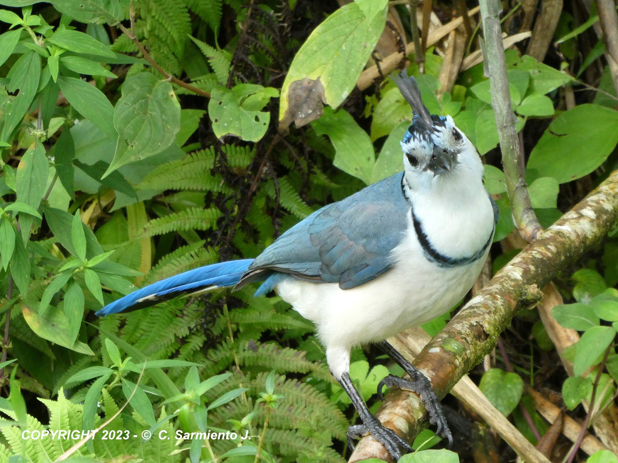 Solve COSTA RICA – El Arenal - White-Throated Magpie-Jay jigsaw puzzle ...