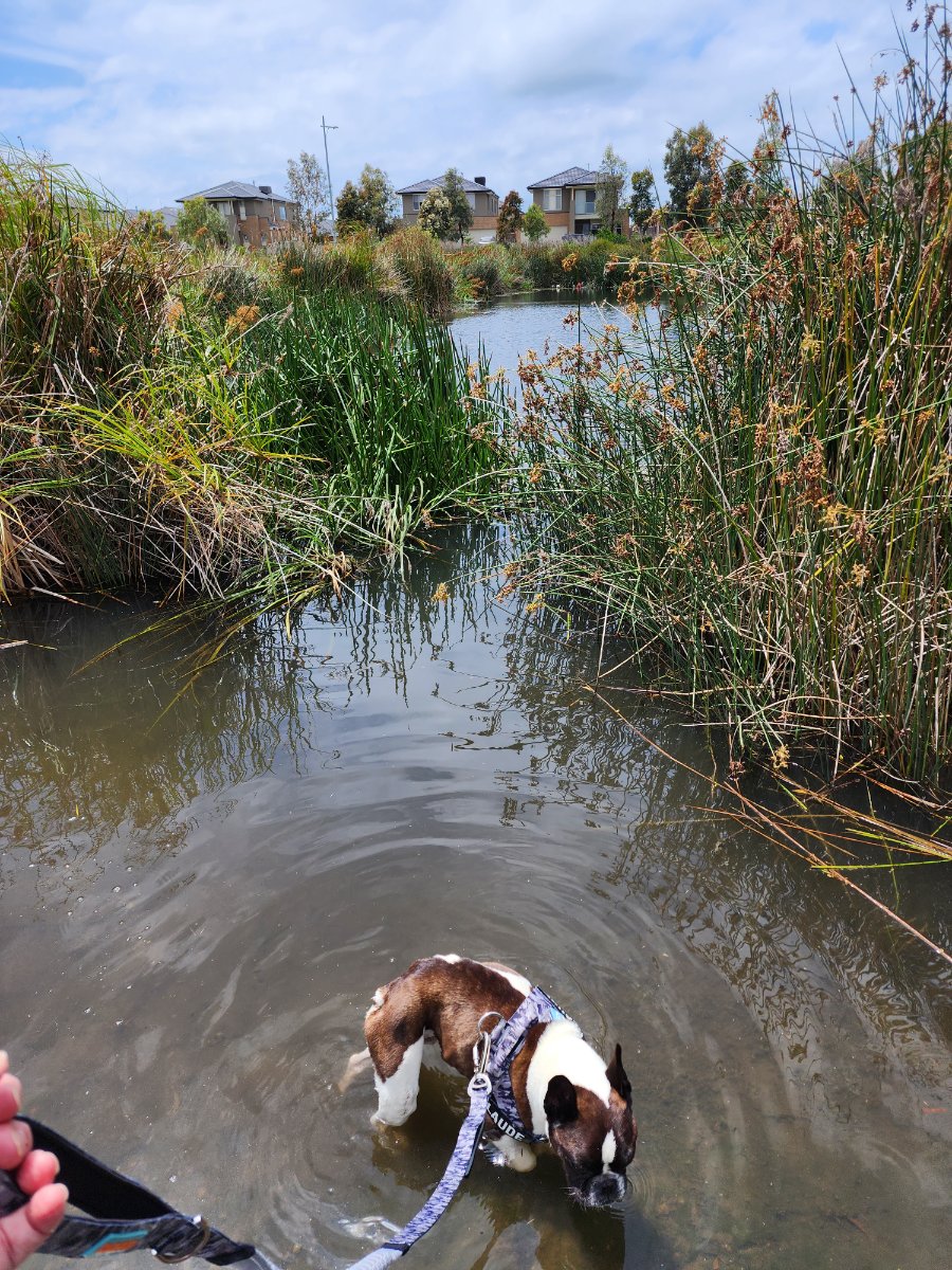 Solve A dip in the local pond jigsaw puzzle online with 30 pieces