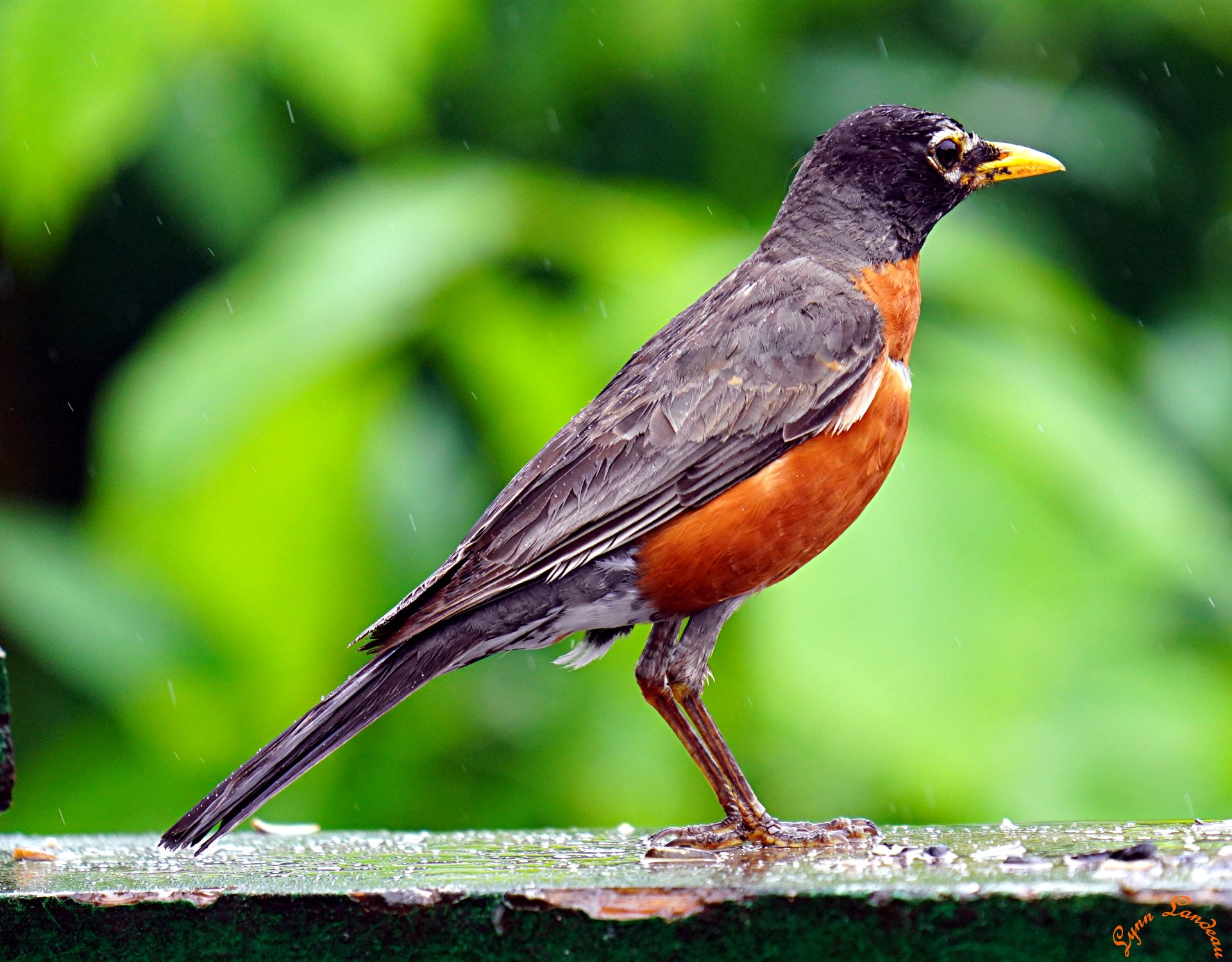 Solve Robin in the Rain jigsaw puzzle online with 252 pieces