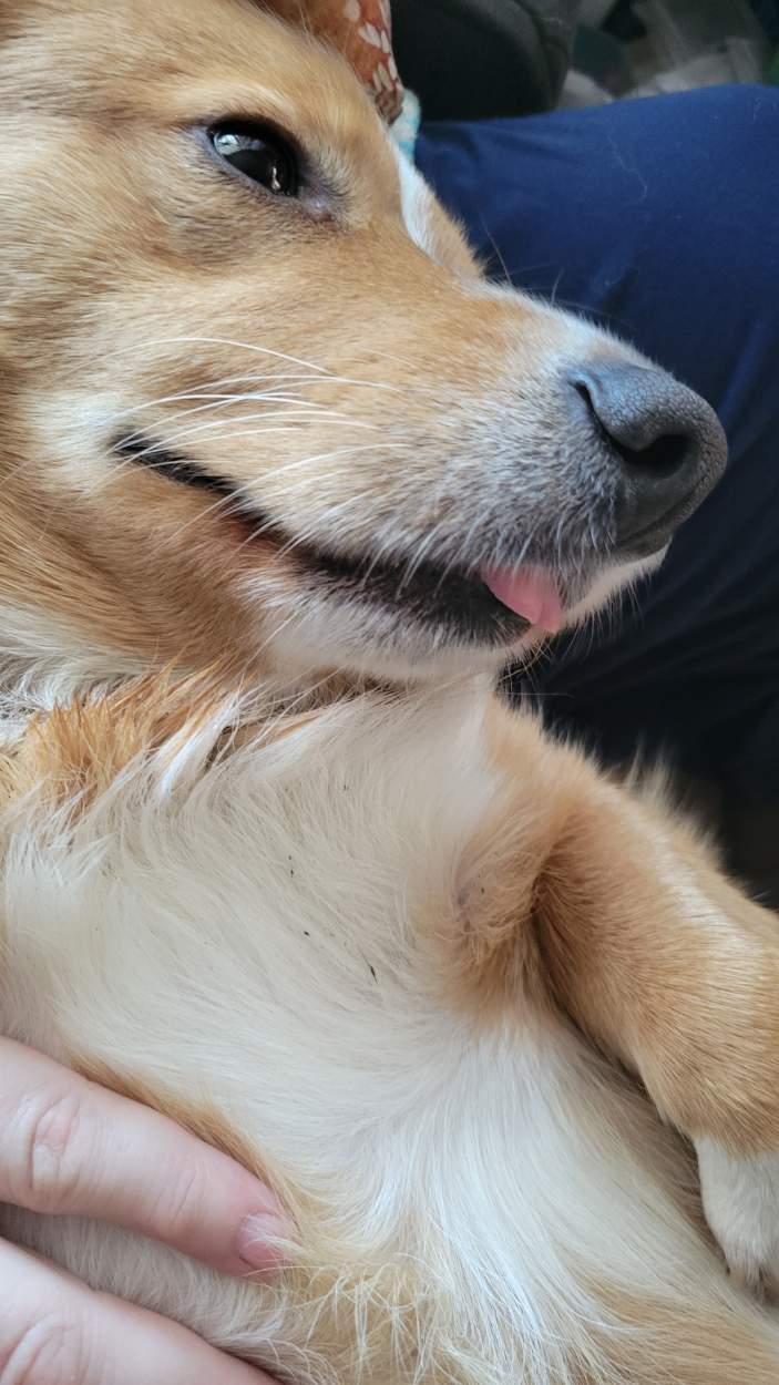 Solve Happy belly scratch face jigsaw puzzle online with 60 pieces