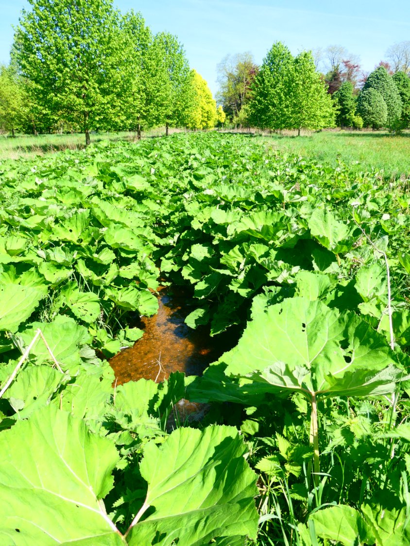 Solve So many Groot Hoefblad / Petasites hybridus. In March the flower ...