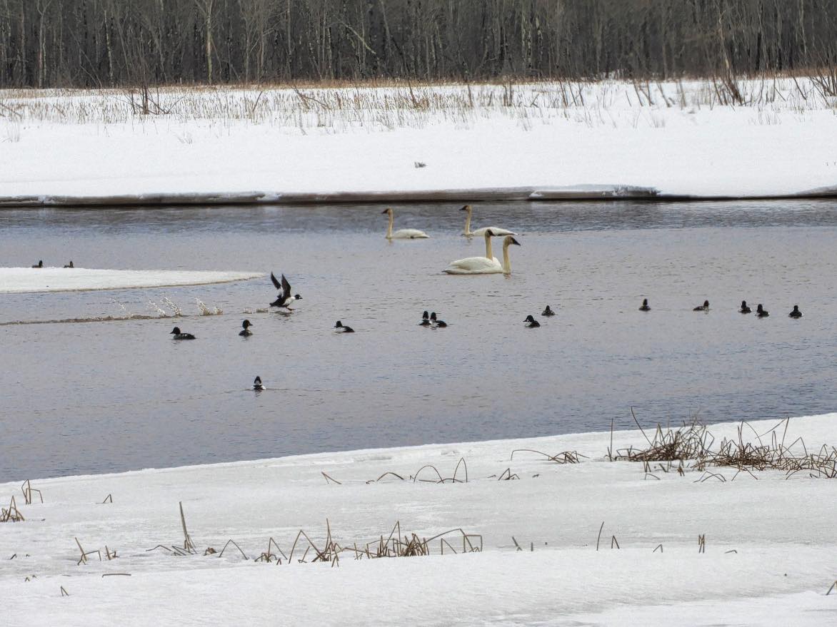 Solve Waterfowl are gathering jigsaw puzzle online with 20 pieces