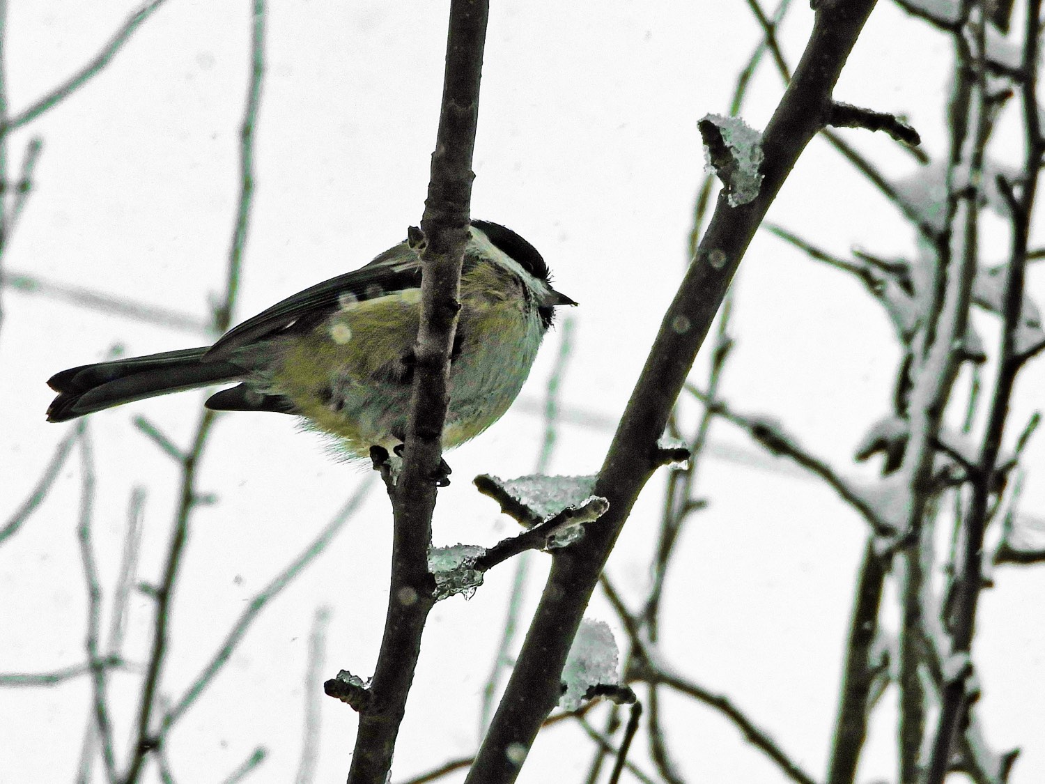 Solve Chickadee jigsaw puzzle online with 20 pieces