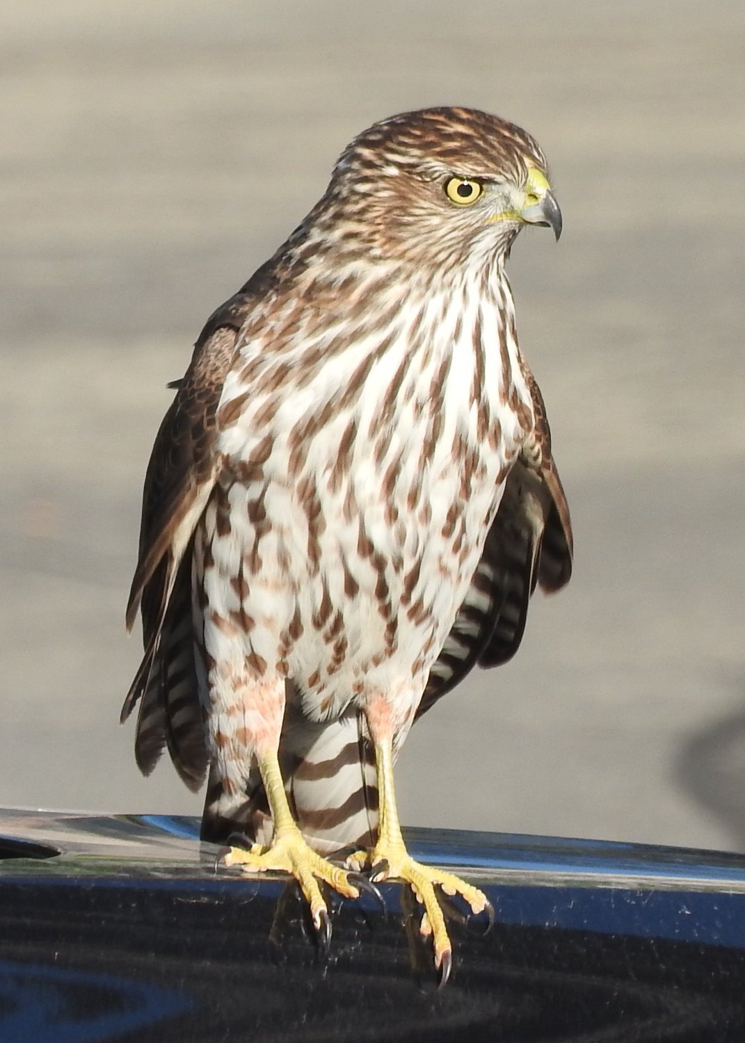 Solve Cooper's Hawk (Immature) on my neighbor's car, San Marcos ...