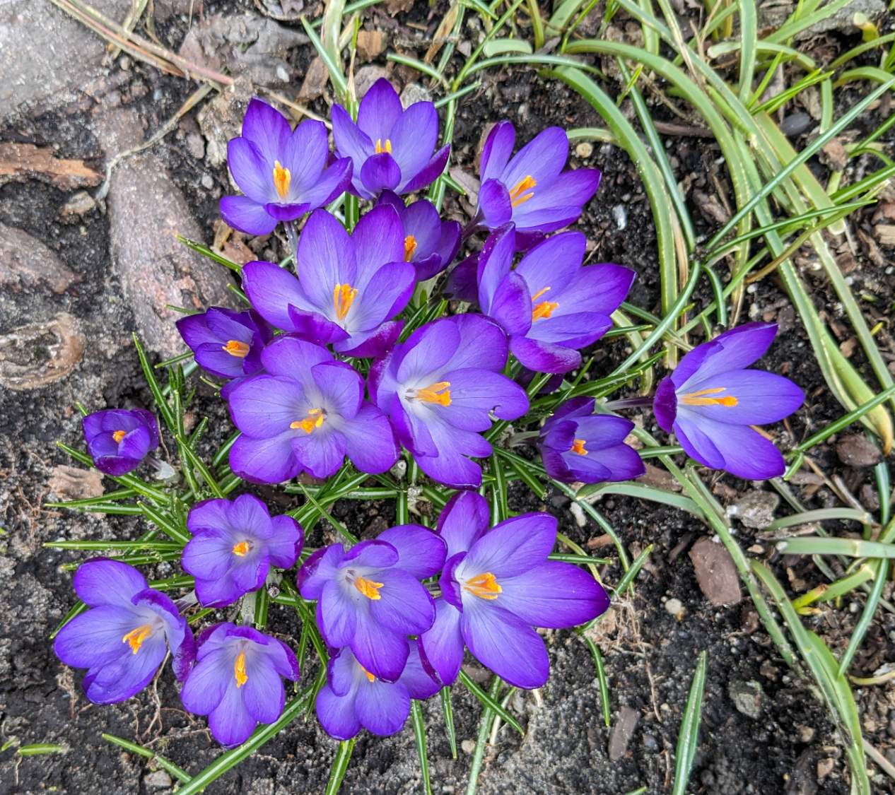 Solve Deep Purple Crocus jigsaw puzzle online with 42 pieces