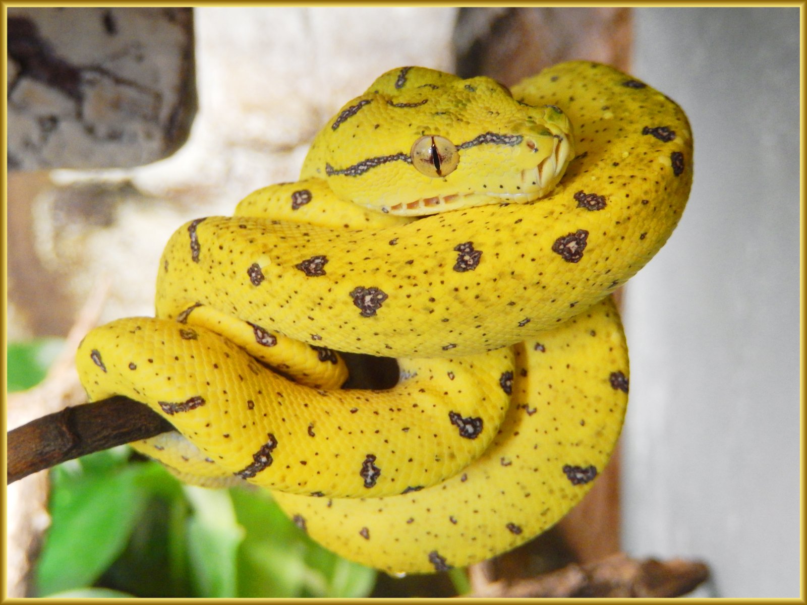 Solve Green python baby jigsaw puzzle online with 48 pieces