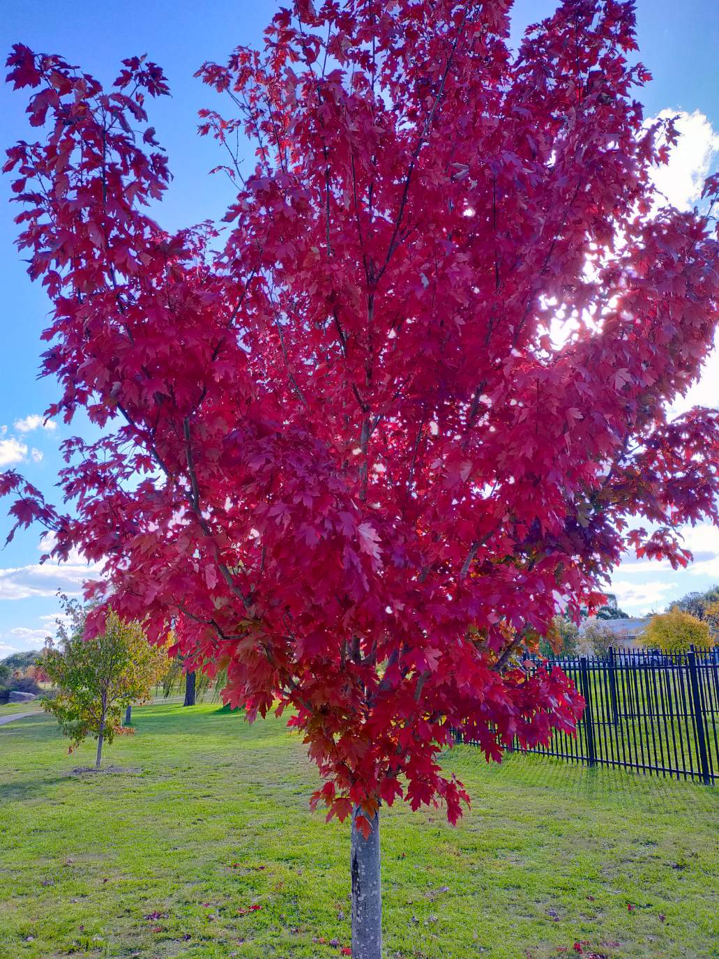 Solve Red Tree jigsaw puzzle online with 88 pieces