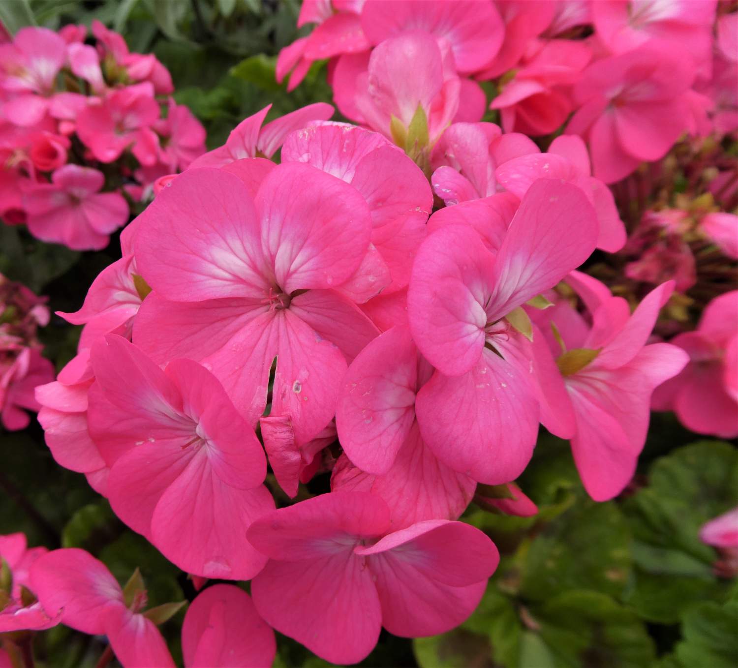Solve Geraniums jigsaw puzzle online with 132 pieces