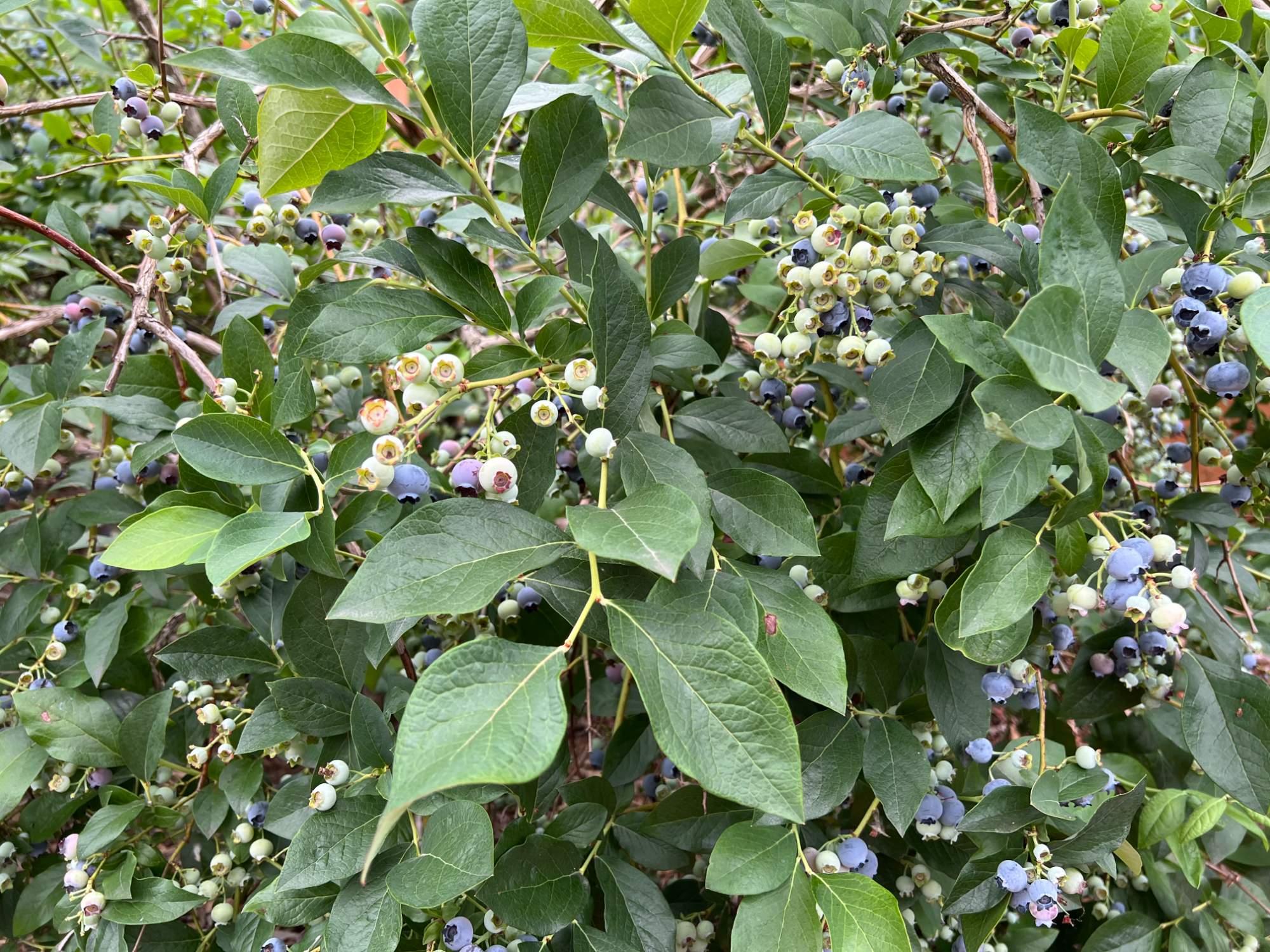 Solve blueberries jigsaw puzzle online with 450 pieces