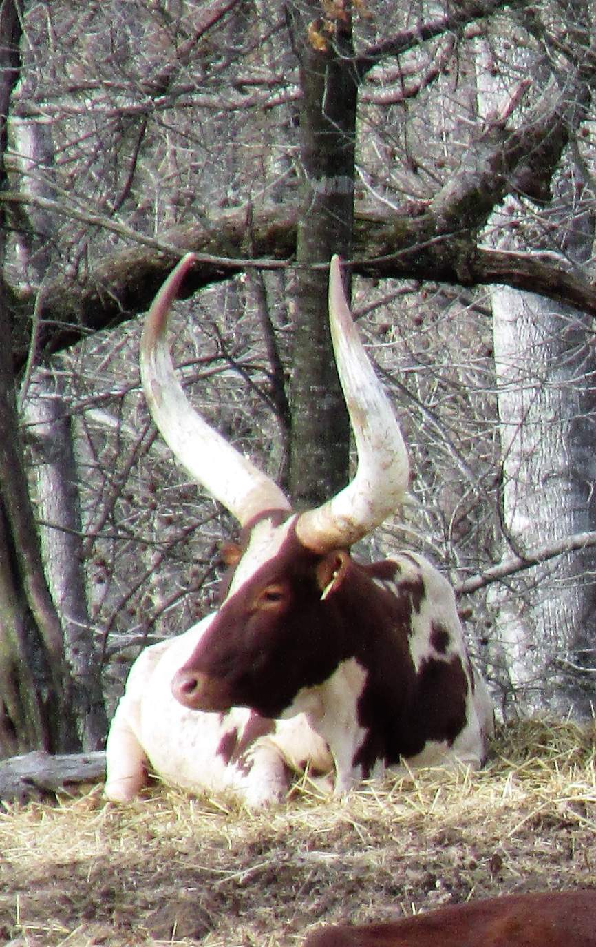 Jigsaw Puzzle | MESS WITH ME AND I WILL GIVE YOU A BIG HORN | 77 pieces ...