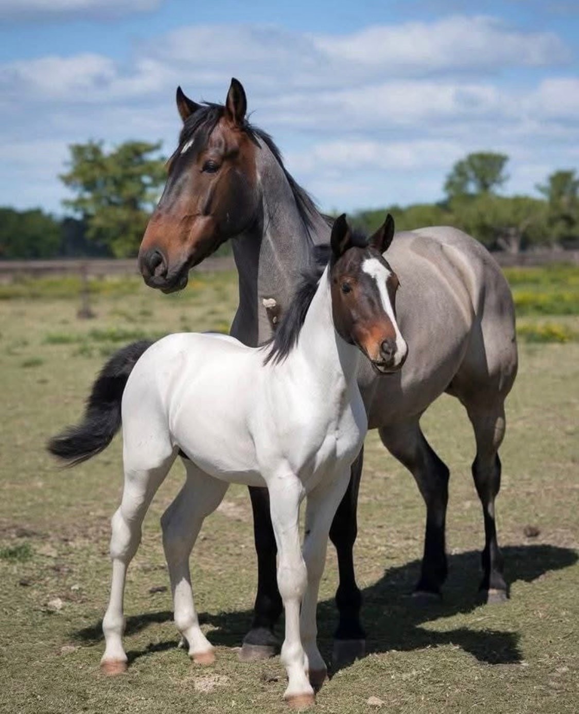 Jigsaw Puzzle | 270 pieces | paard en veulen | Jigidi
