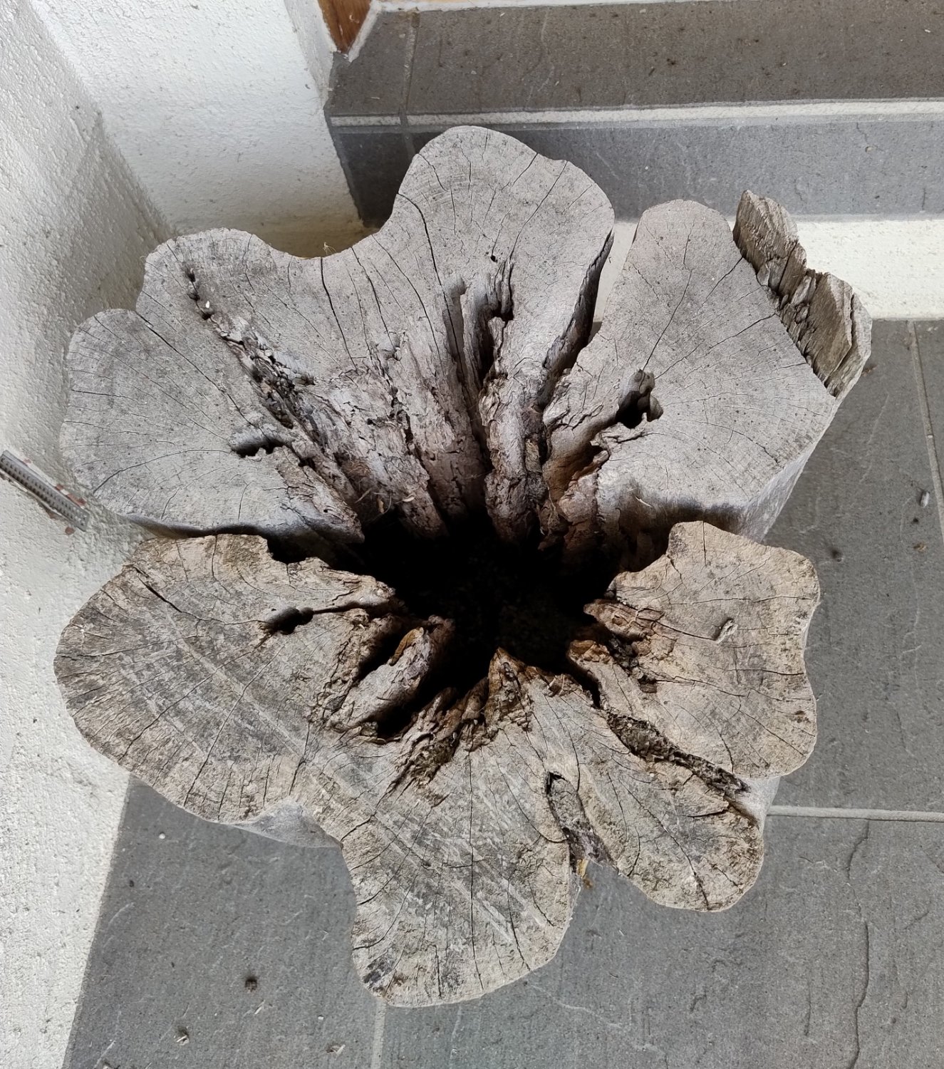 Solve tree stump flower jigsaw puzzle online with 120 pieces