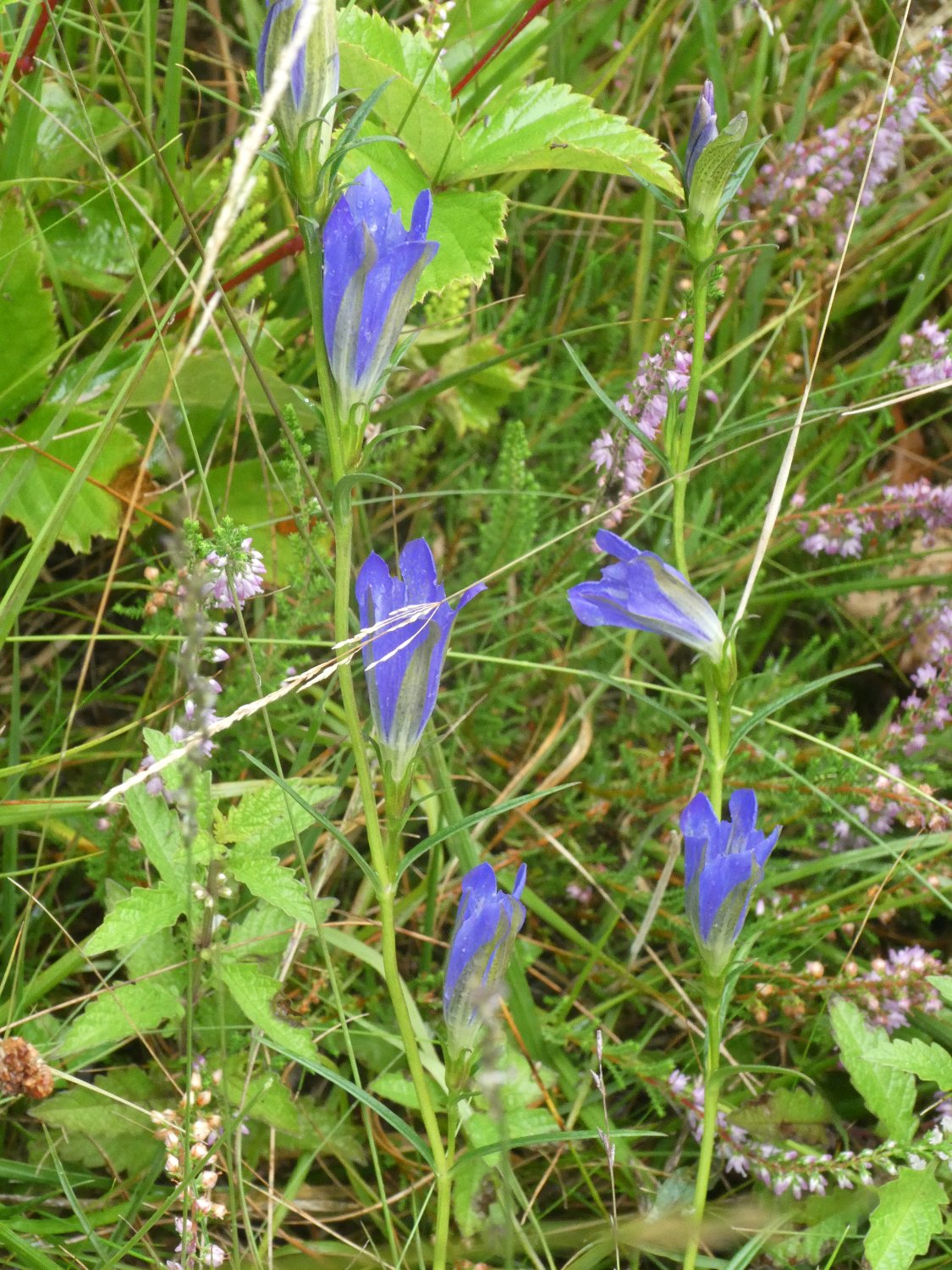 Solve Klokjesgentiaan/Gentiana pneumonanthe. Quite seldom still. This ...