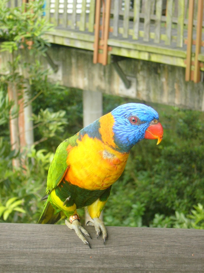Solve Parrots 29. jigsaw puzzle online with 12 pieces
