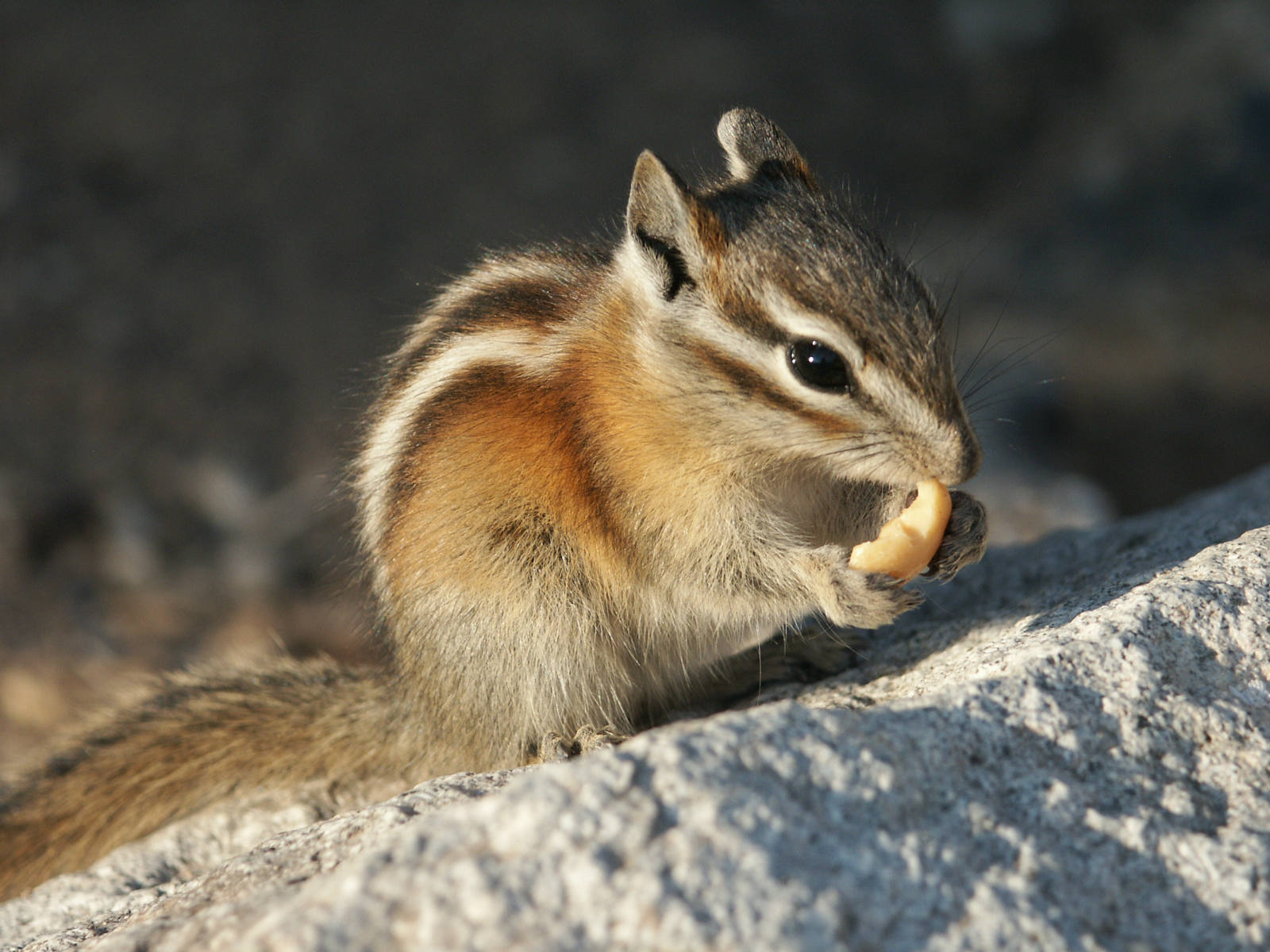 Solve Chipmunk jigsaw puzzle online with 300 pieces