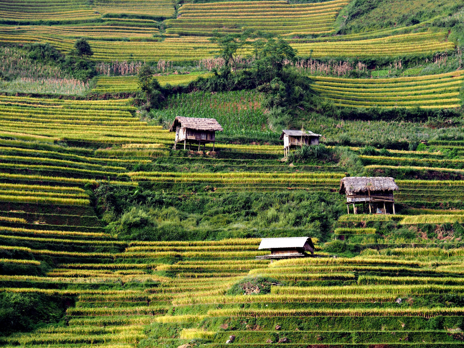 Solve Terraced Rice Fields Mu Cang Chai jigsaw puzzle online with 192 ...