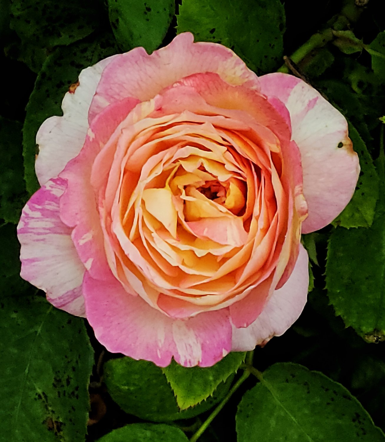 Solve Rose in Bloom jigsaw puzzle online with 72 pieces
