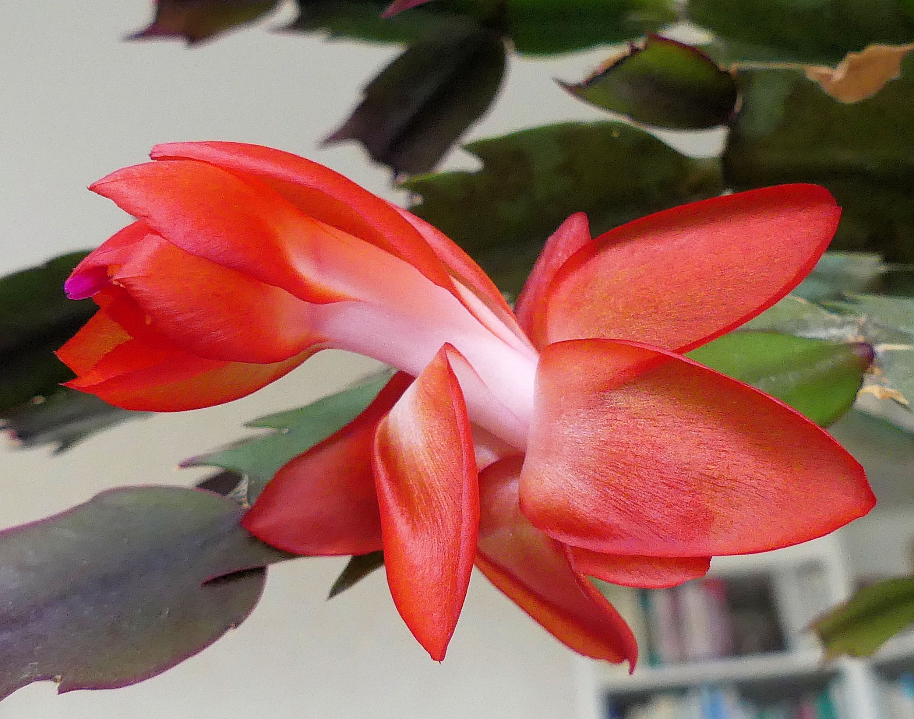 Solve not quite open yet jigsaw puzzle online with 63 pieces