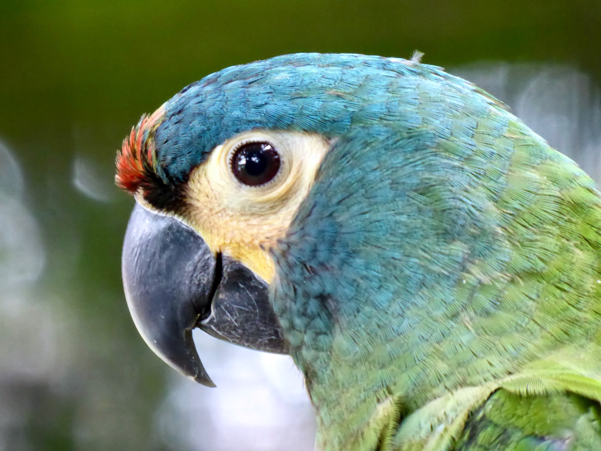 Solve Illiger's Macaw jigsaw puzzle online with 99 pieces