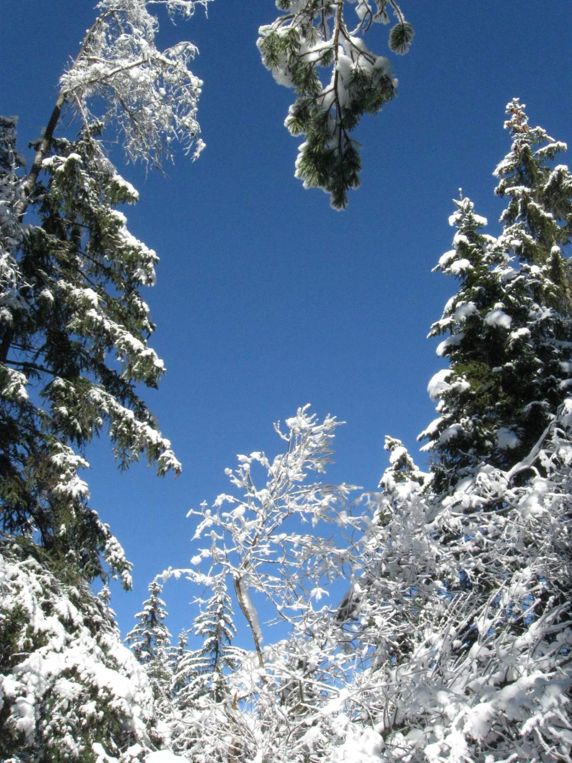 Solve Trees and blue sky jigsaw puzzle online with 108 pieces