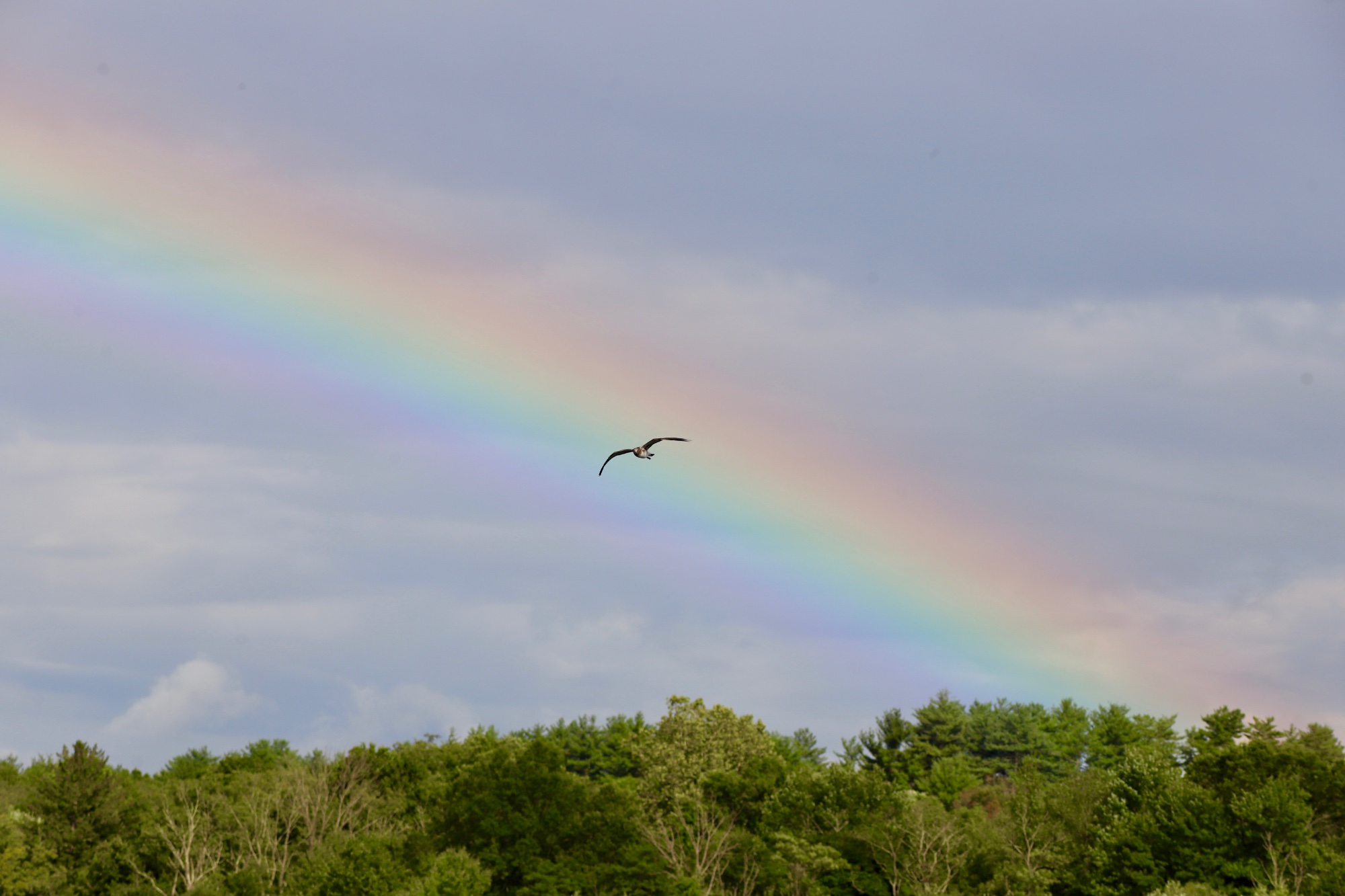 Solve Rainbow 2 jigsaw puzzle online with 70 pieces