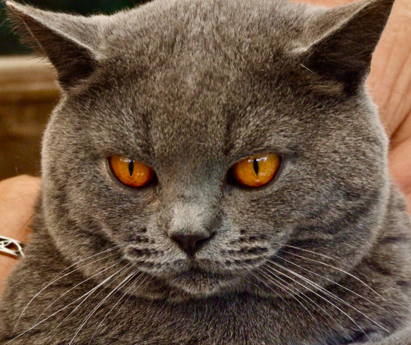 Solve Orange Stare jigsaw puzzle online with 99 pieces