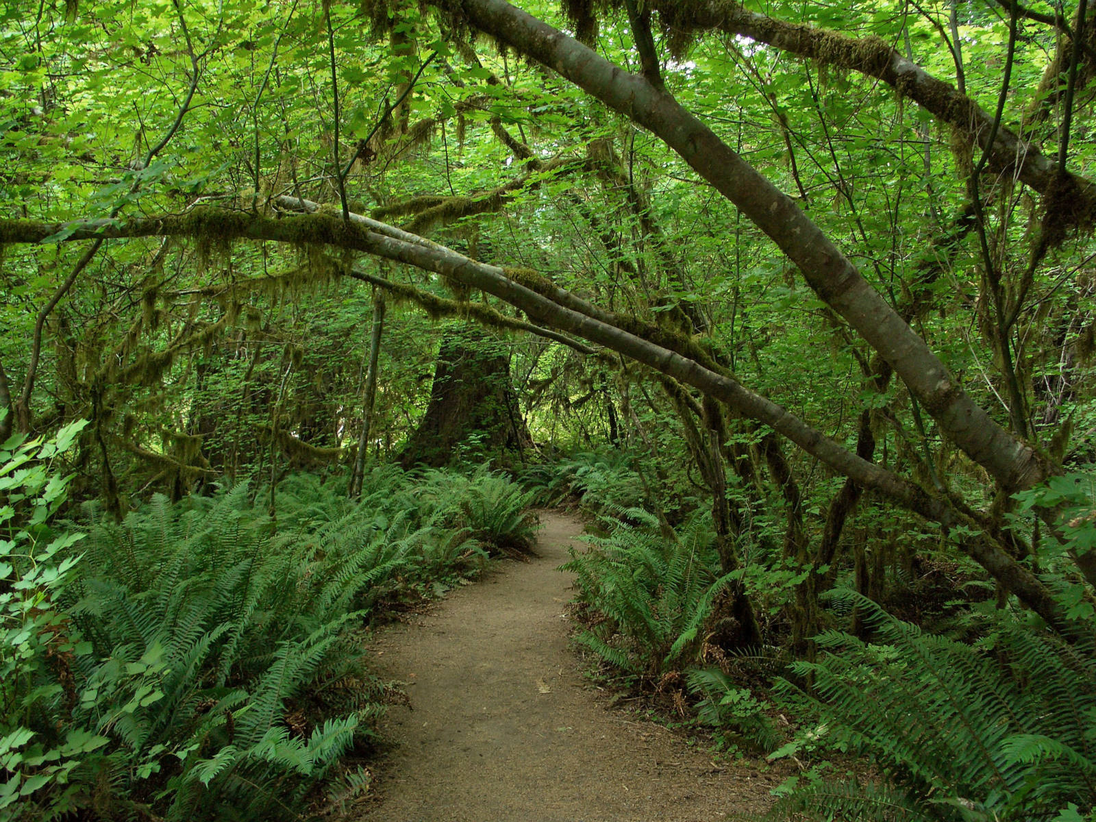 Solve Hoh Rain Forest path, Olympic National Park jigsaw puzzle online ...