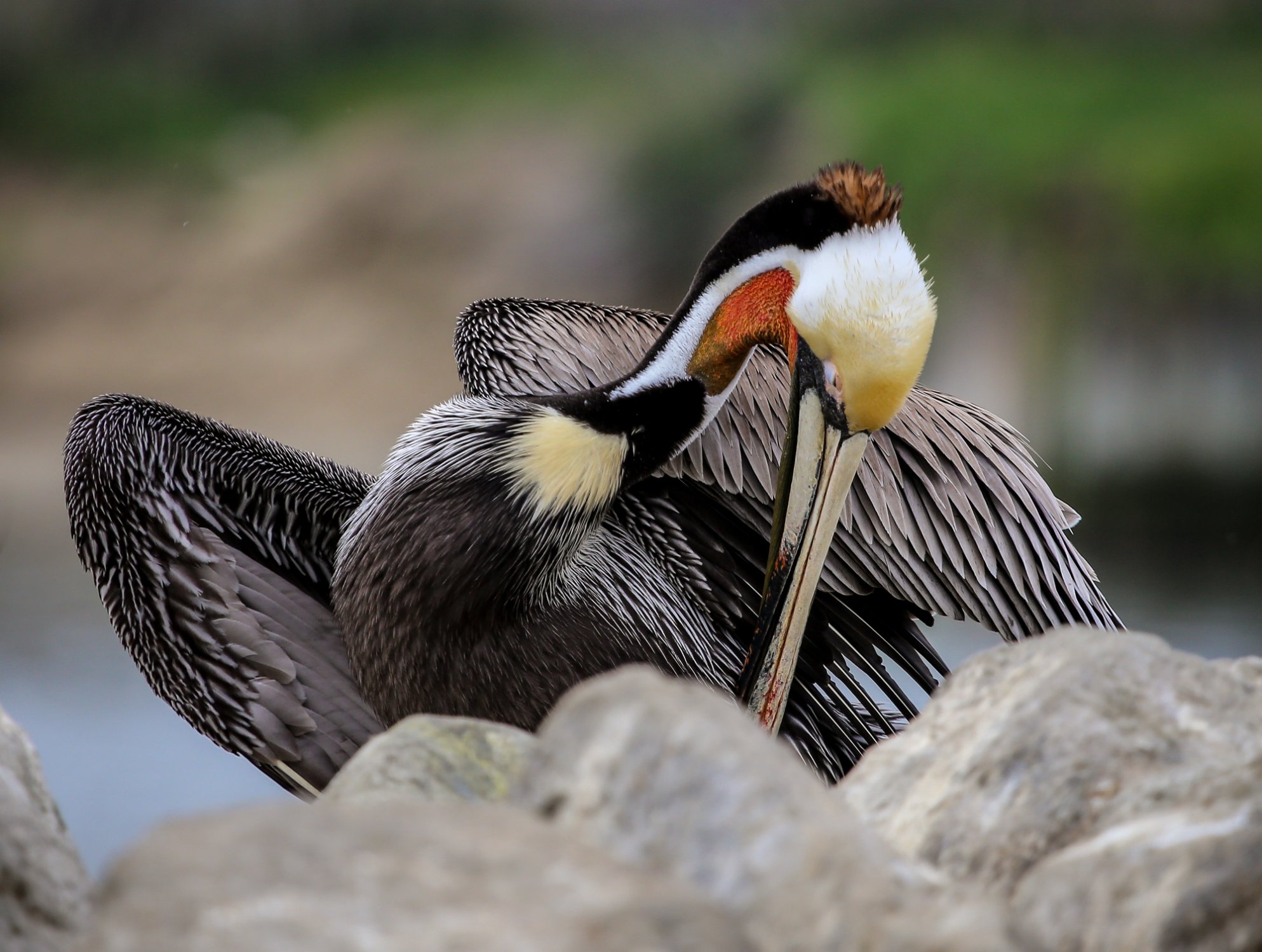 Solve PELICAN PRAYING jigsaw puzzle online with 80 pieces