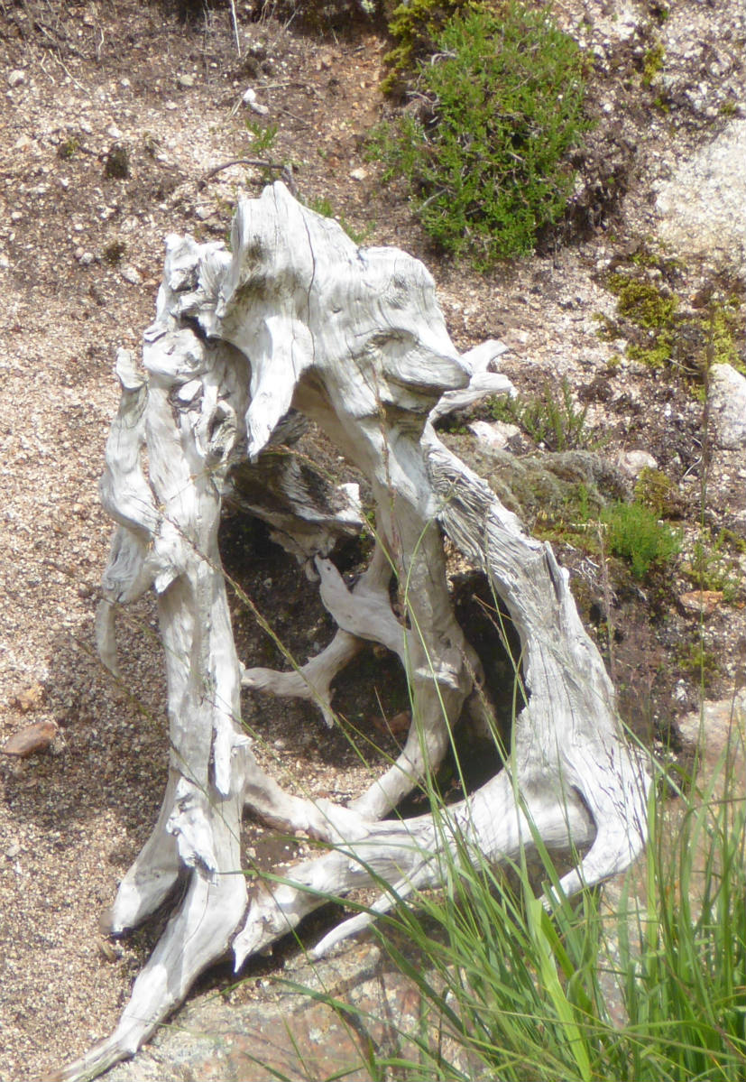 Solve Ancient Tree-Bones jigsaw puzzle online with 140 pieces