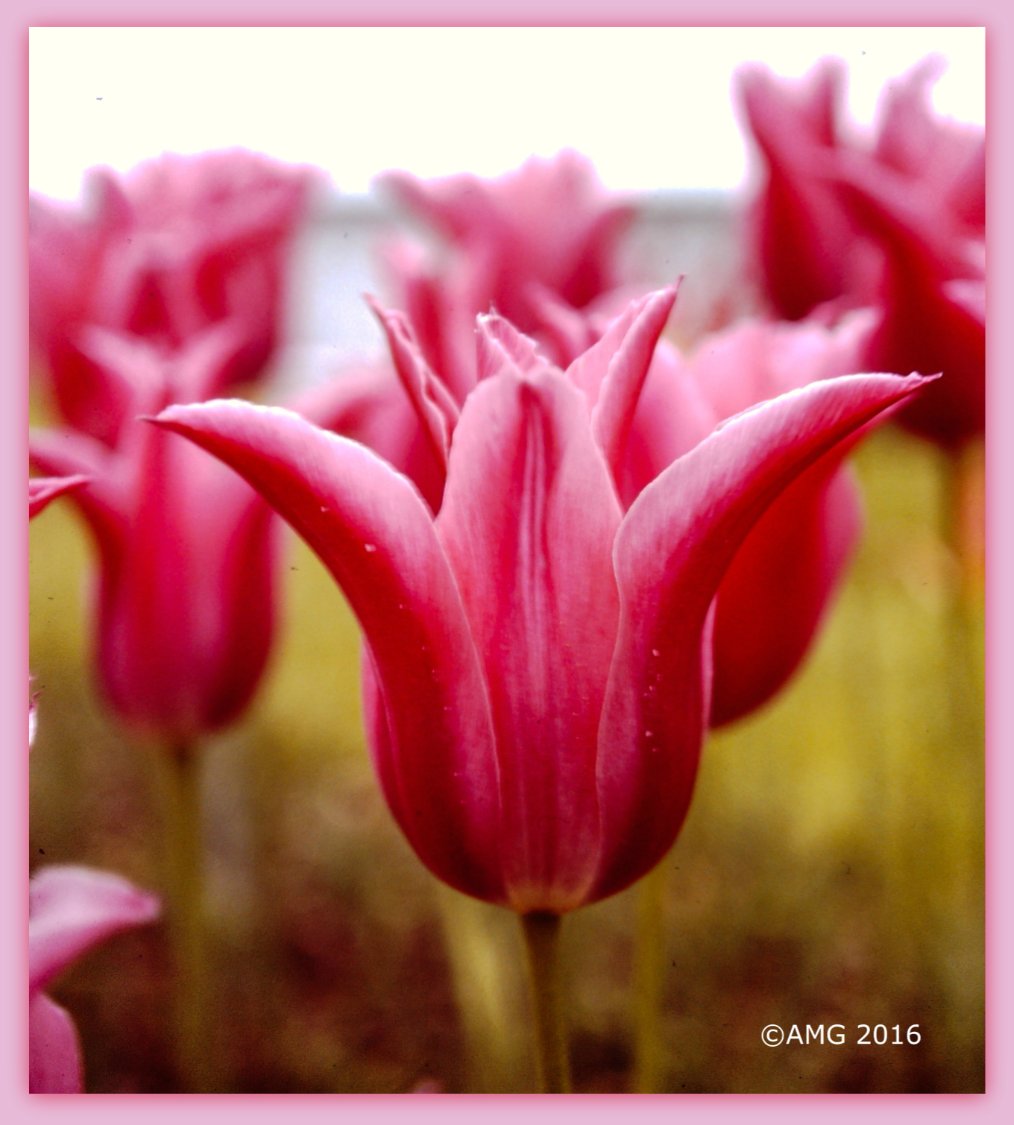 Jigsaw Puzzle | 9 pieces | Tulip Bed - Washington, D.C. | Jigidi