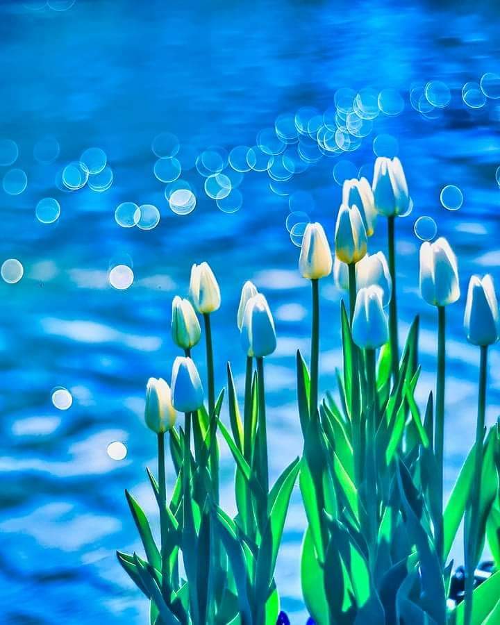 Solve reflctions of water jigsaw puzzle online with 48 pieces