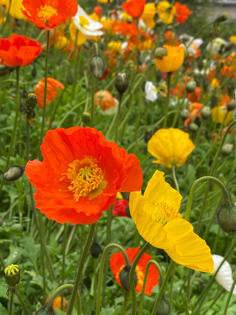 Solve Mohnblumenfeld jigsaw puzzle online with 30 pieces