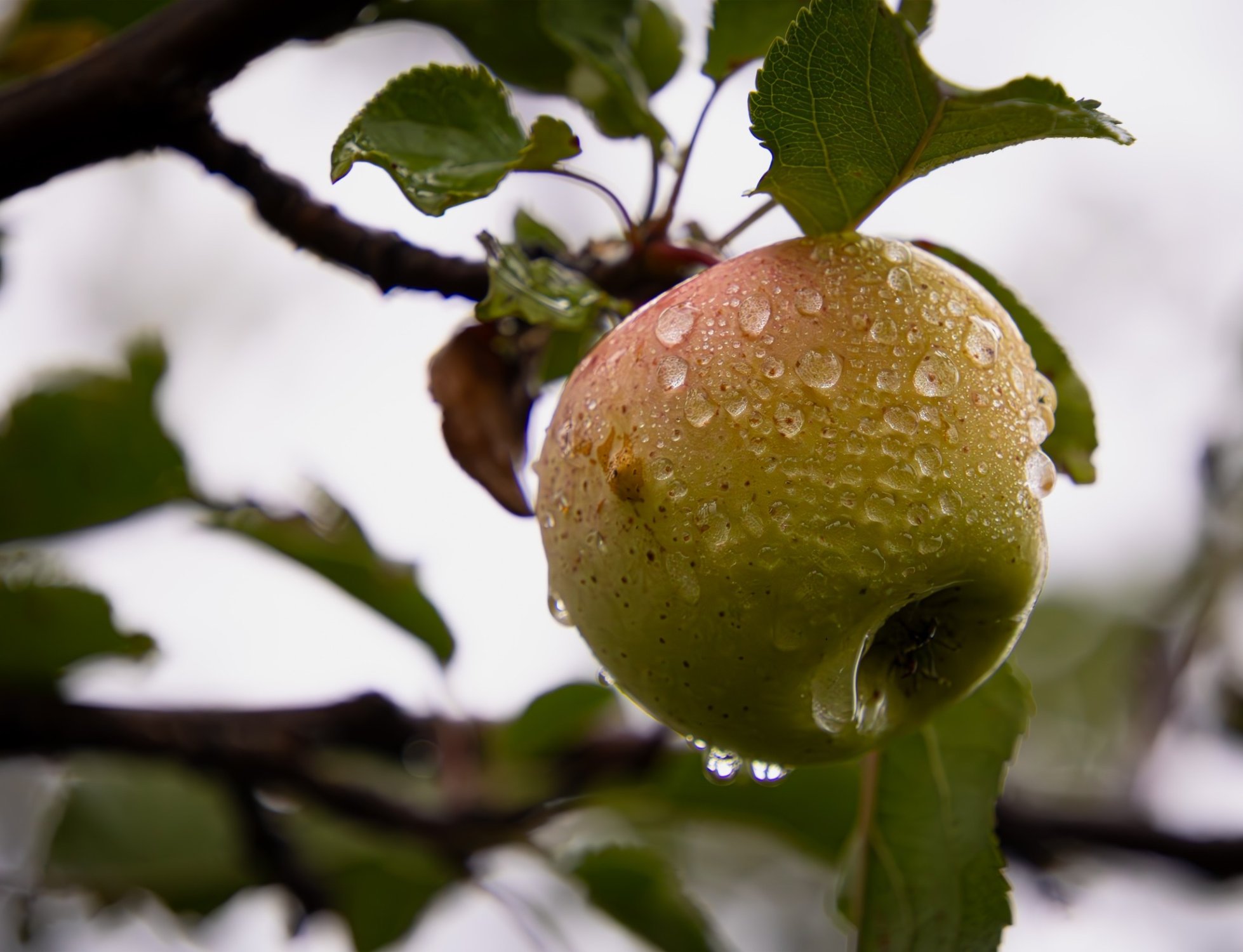 Solve apple jigsaw puzzle online with 99 pieces