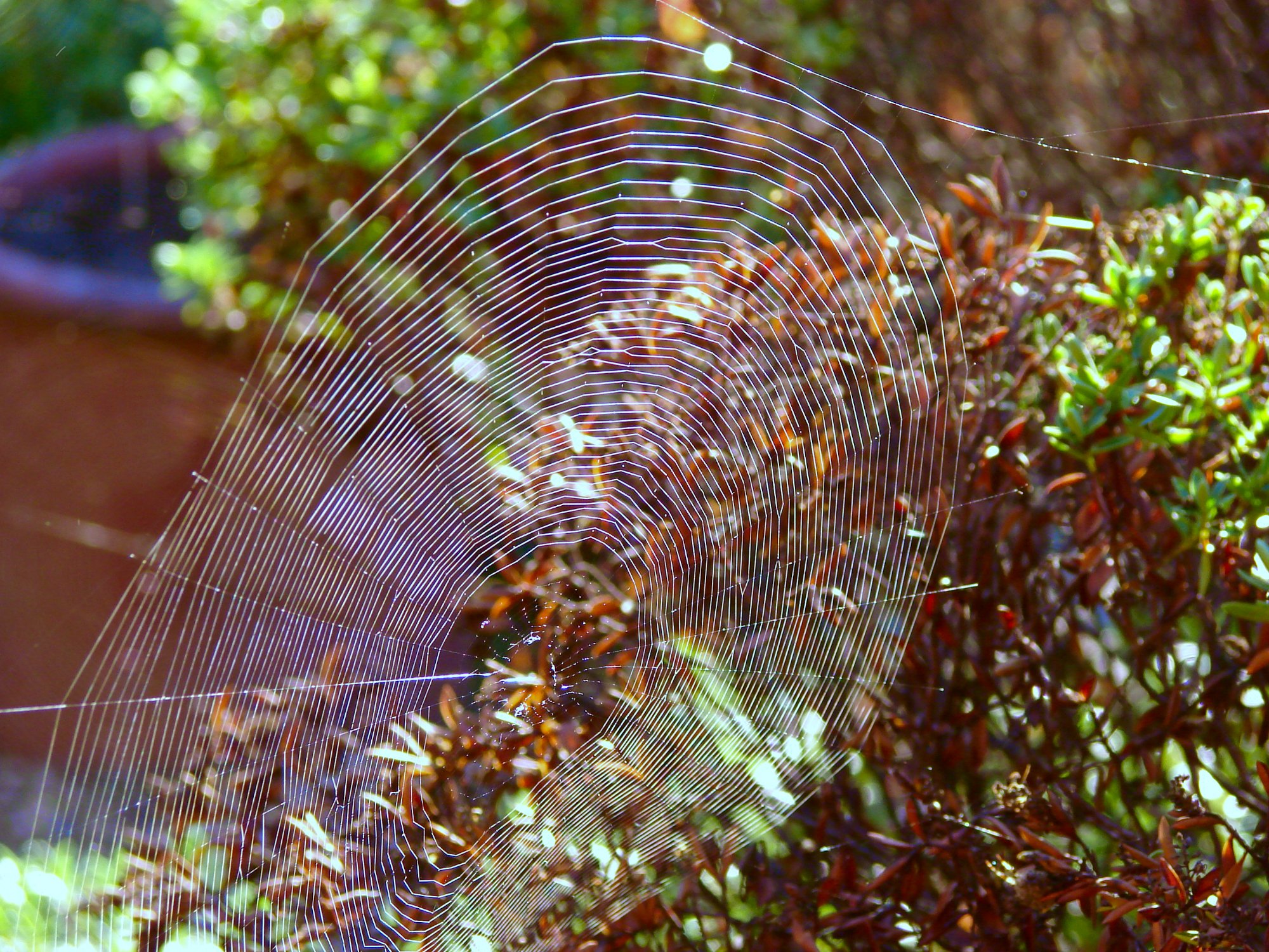 Solve Spider's Web jigsaw puzzle online with 500 pieces