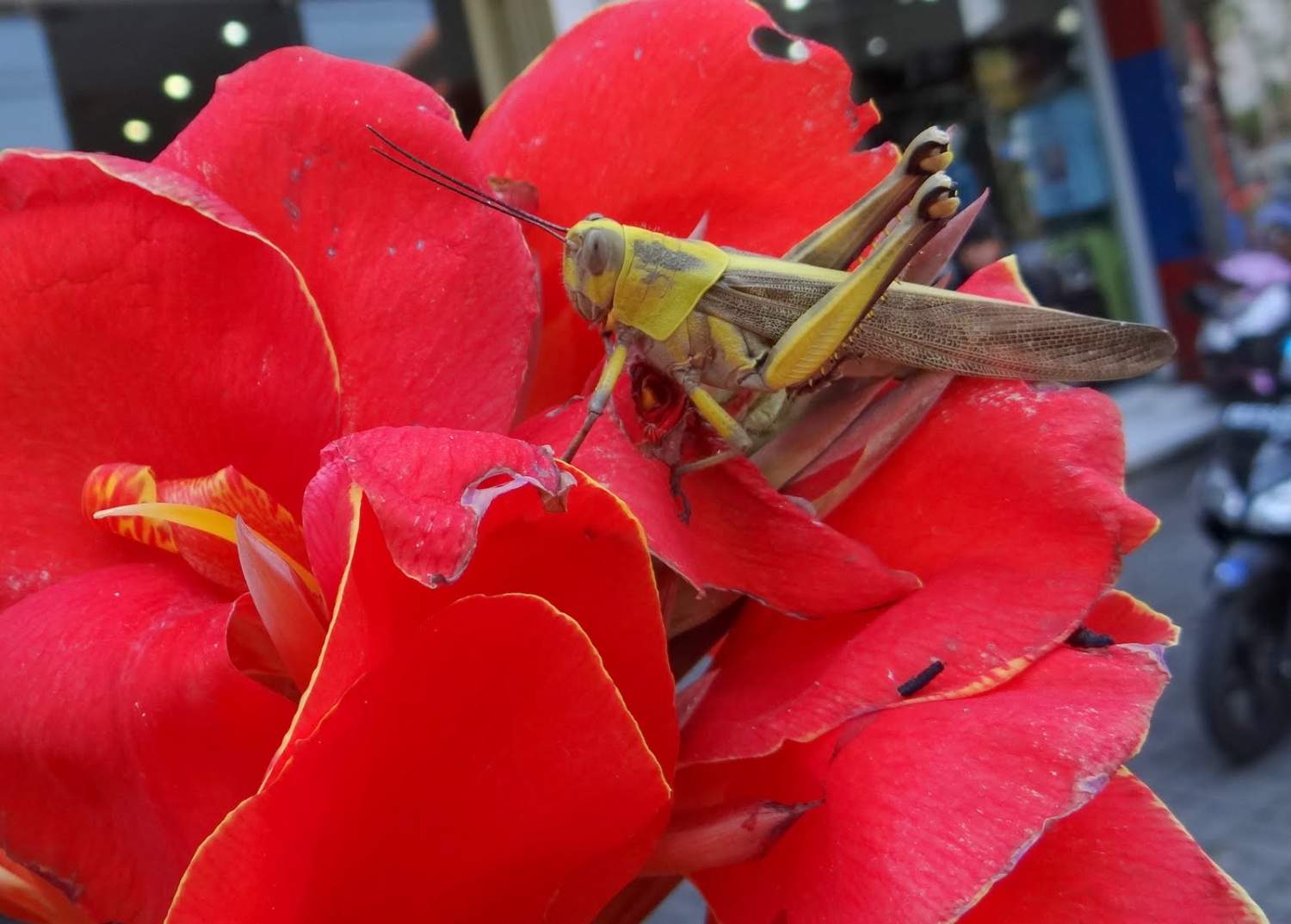 Solve It looks like I'm in downtown Denpasar - the capital city of Bali ...