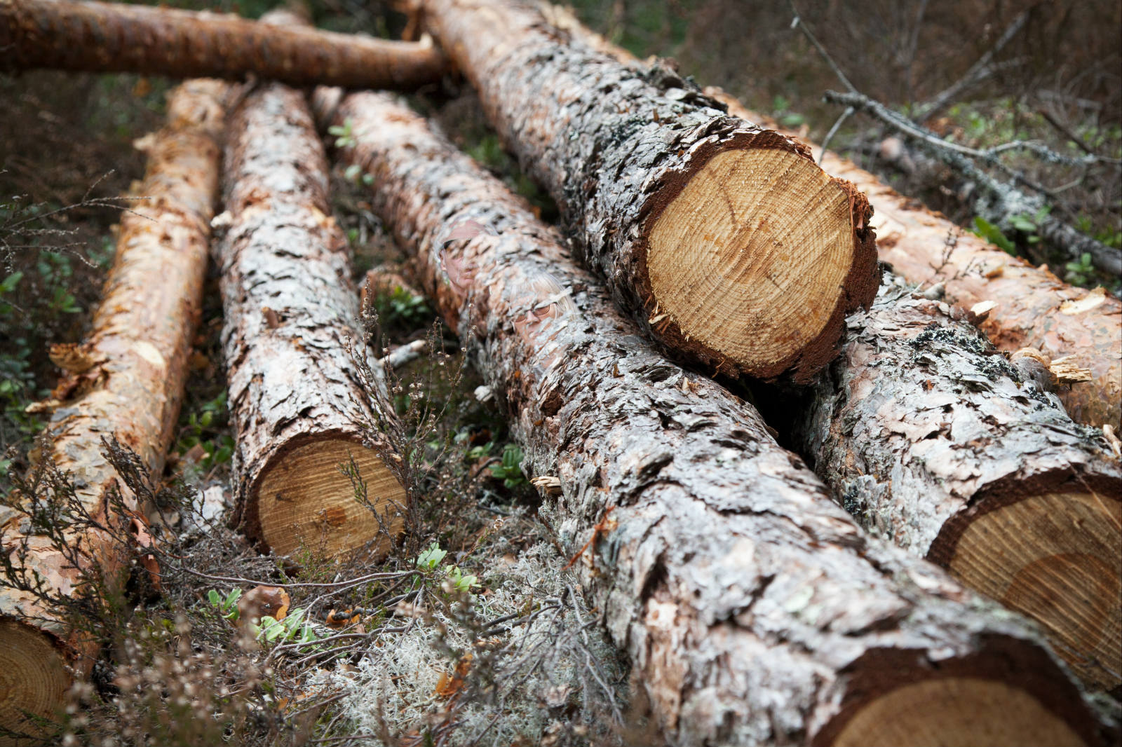 Solve 03 stockar jigsaw puzzle online with 260 pieces