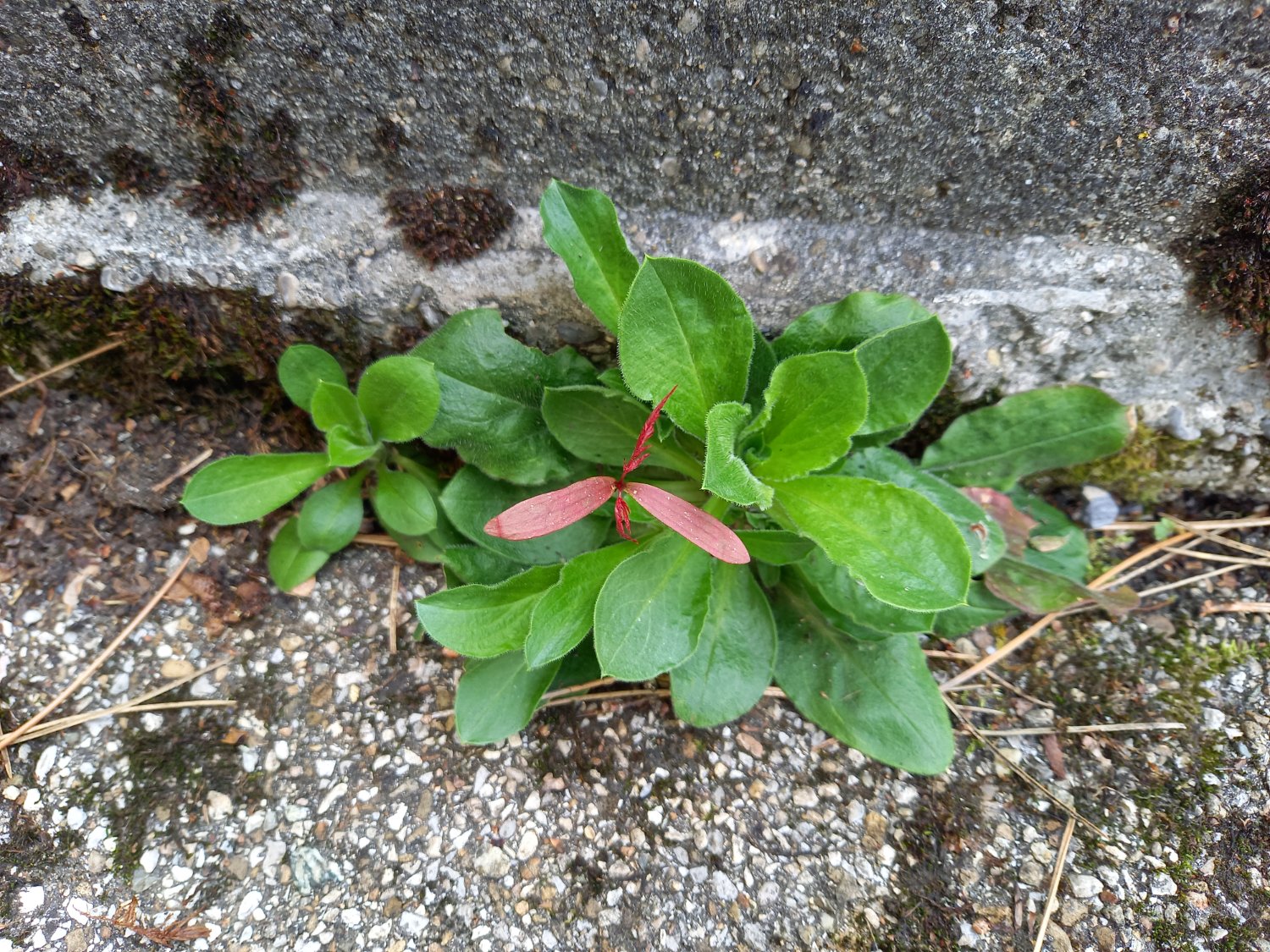 Solve Urban Biodiversity jigsaw puzzle online with 35 pieces