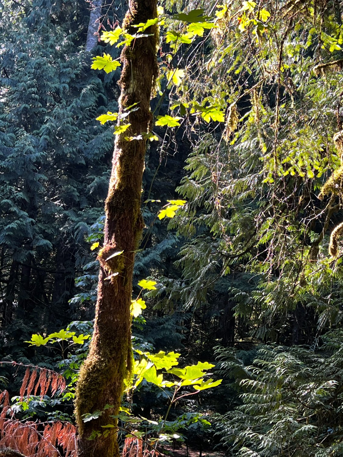 Solve Shade jigsaw puzzle online with 130 pieces