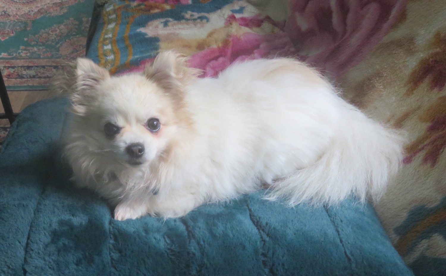 Solve Pablo jigsaw puzzle online with 15 pieces