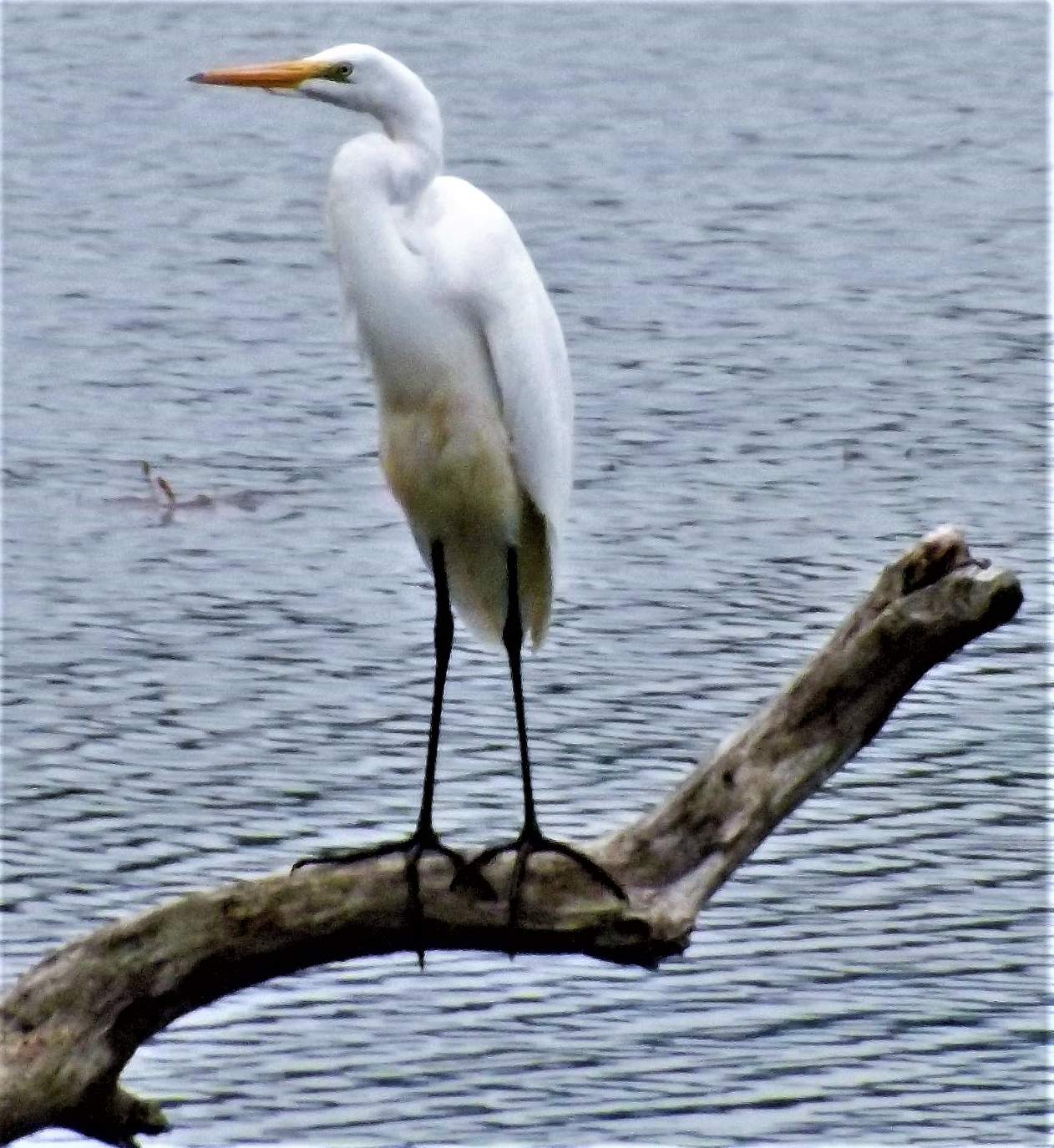 Solve SNOWY EGRET jigsaw puzzle online with 121 pieces