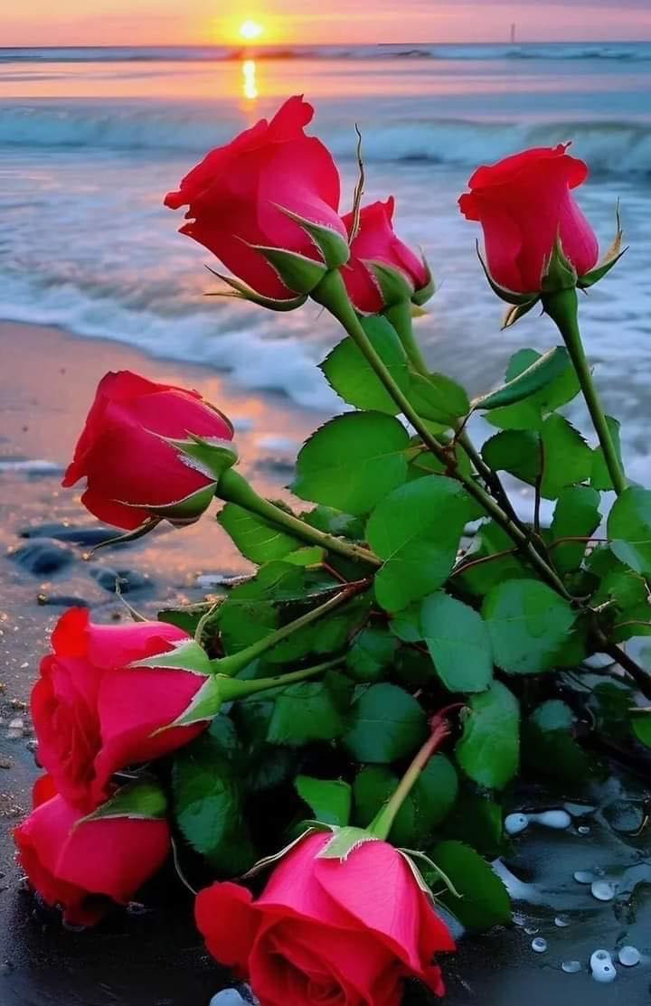 Jigsaw Puzzle | Roses and the Ocean | 40 pieces | Jigidi