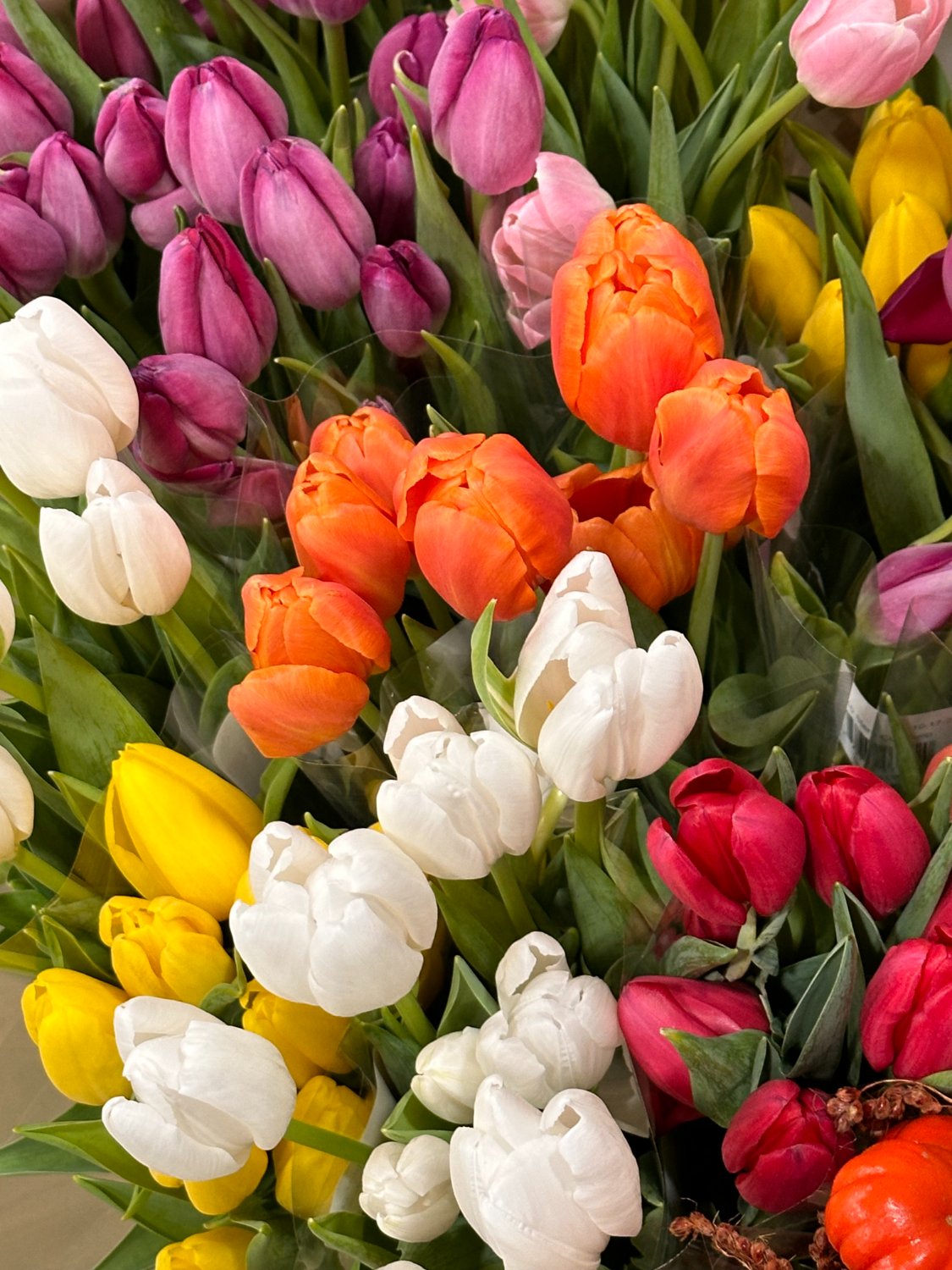 Jigsaw Puzzle | 63 pieces | Tulips in the fall! | Jigidi