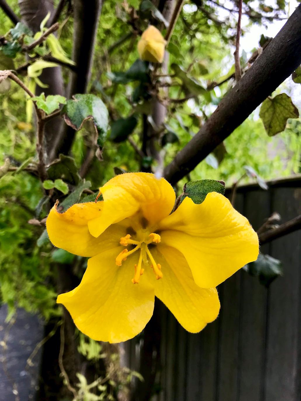 Solve Flannel Bush jigsaw puzzle online with 99 pieces